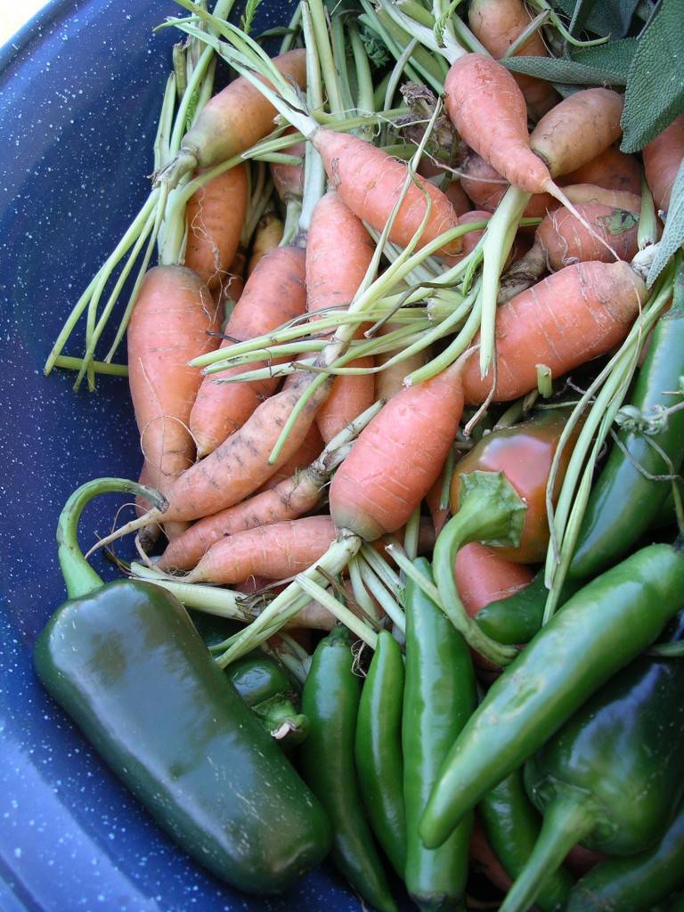 Rotting Food Guilt and Other Messy Details — Chef Heidi Fink