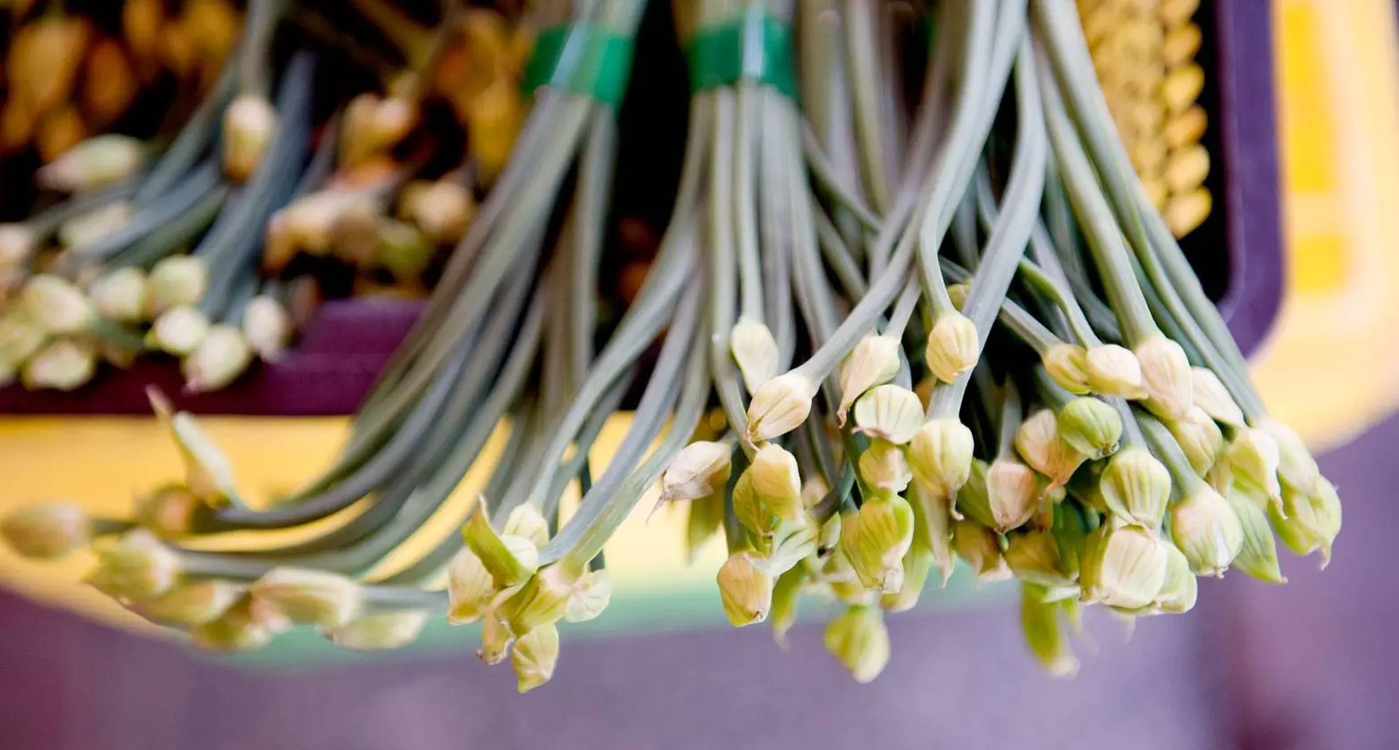 Culinary Tours — Chef Heidi Fink